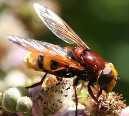 Las 50 mejores fotos de insectos (alta calidad) - Nestavista